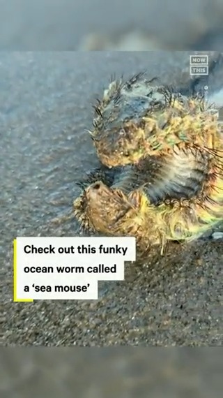 This creature is not an alien, or a lizard, or a cactus — it’s a type ...