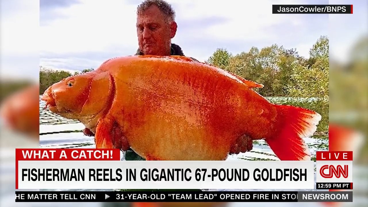 Biggest Goldfish In The World Ever Caught Biggest Goldfish In The World Ever Caught