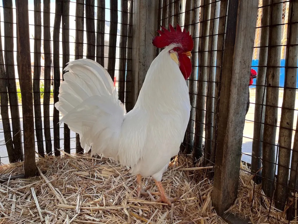 Pearl White Leghorn Rooster