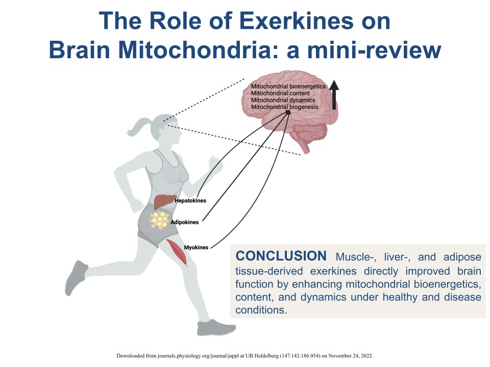 Physio Meets Science on Twitter: "The role of exerkines on brain mitochondria: a mini-review 👀👀👇 ...