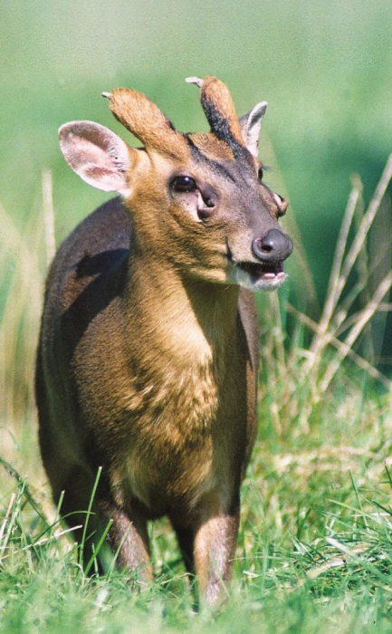 View topic - Kalon #2105 - Chicken Smoothie