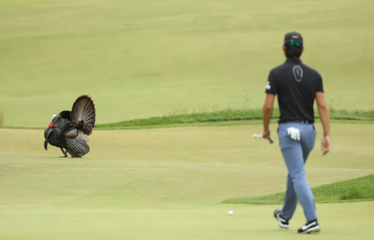 POGO – POGO Turf Pro