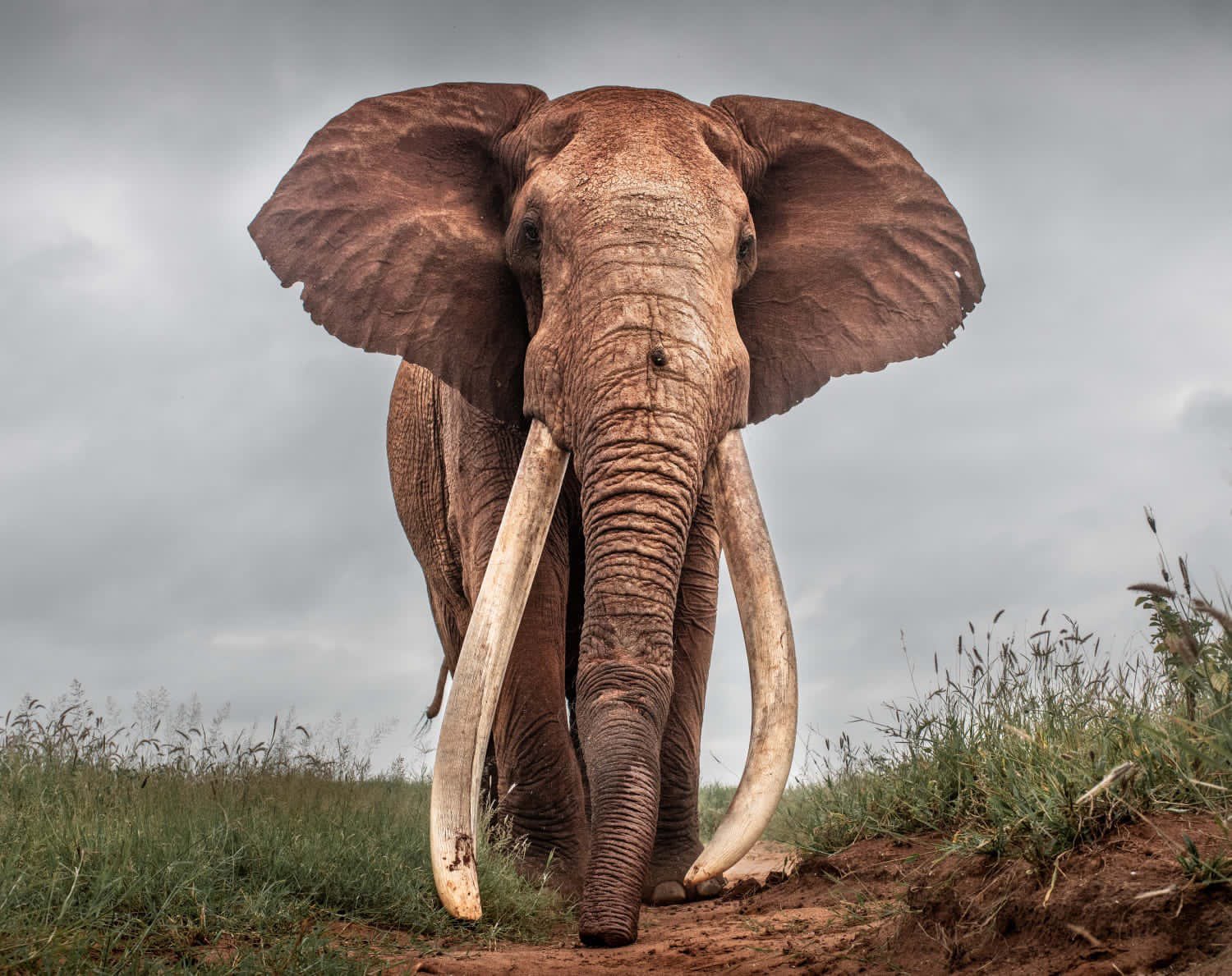 Kenya Wildlife Service on Twitter: "Celebrating ‘Lugard’ - one of Kenya’s Super Tusker’s It is ...