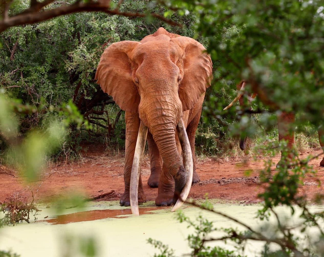 Kenya Wildlife Service on Twitter: "Celebrating ‘Lugard’ - one of Kenya’s Super Tusker’s It is ...
