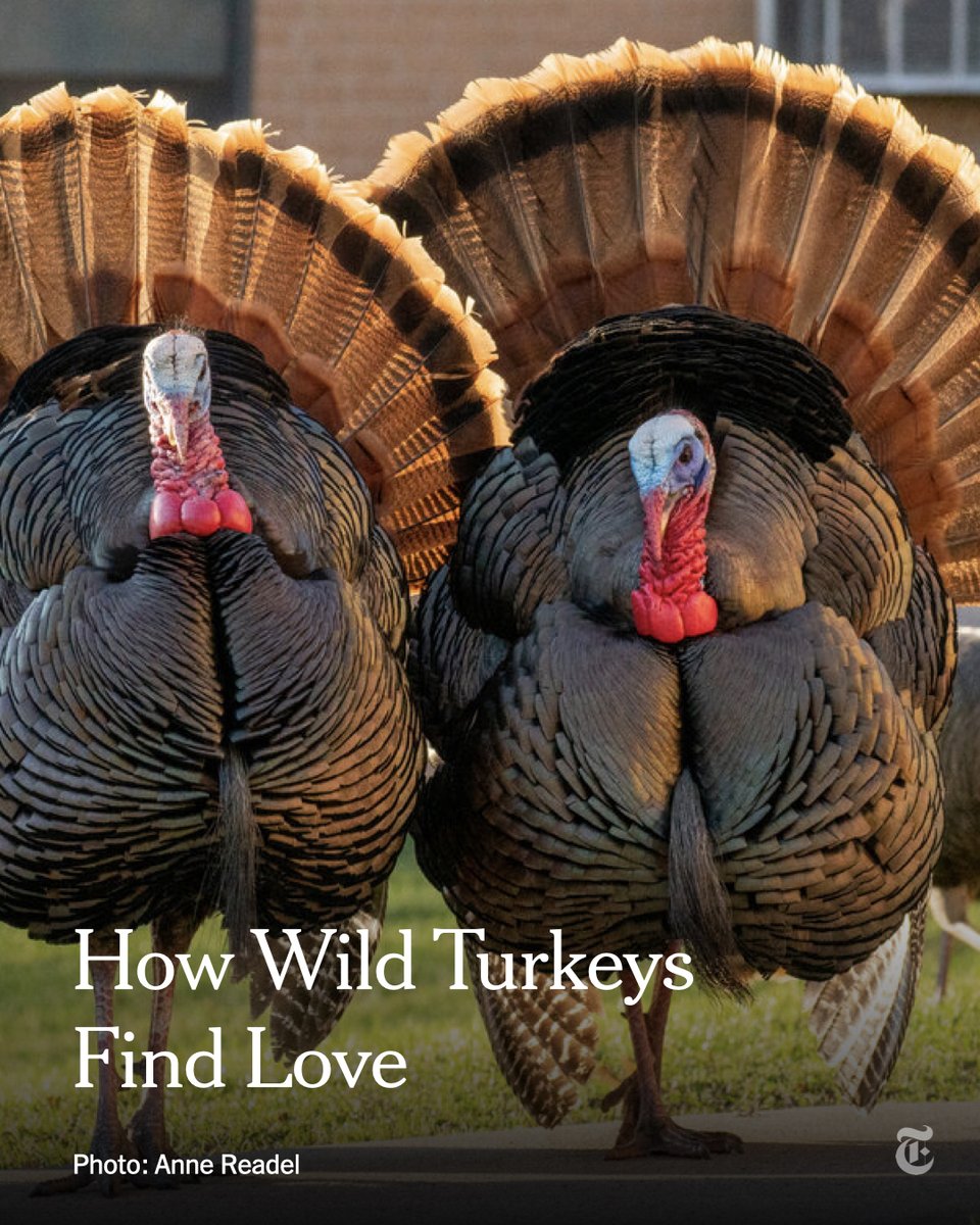 Savanna Tomei On Twitter Rt Nytimes A Photographer In Wisconsin Set