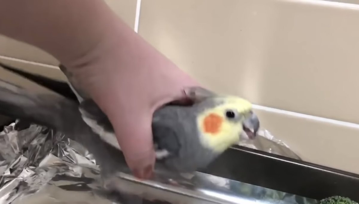 Tina Currey (Loki the tiel) (Hiddles Fairy) on Twitter: "So it’s that time of year for me to ...