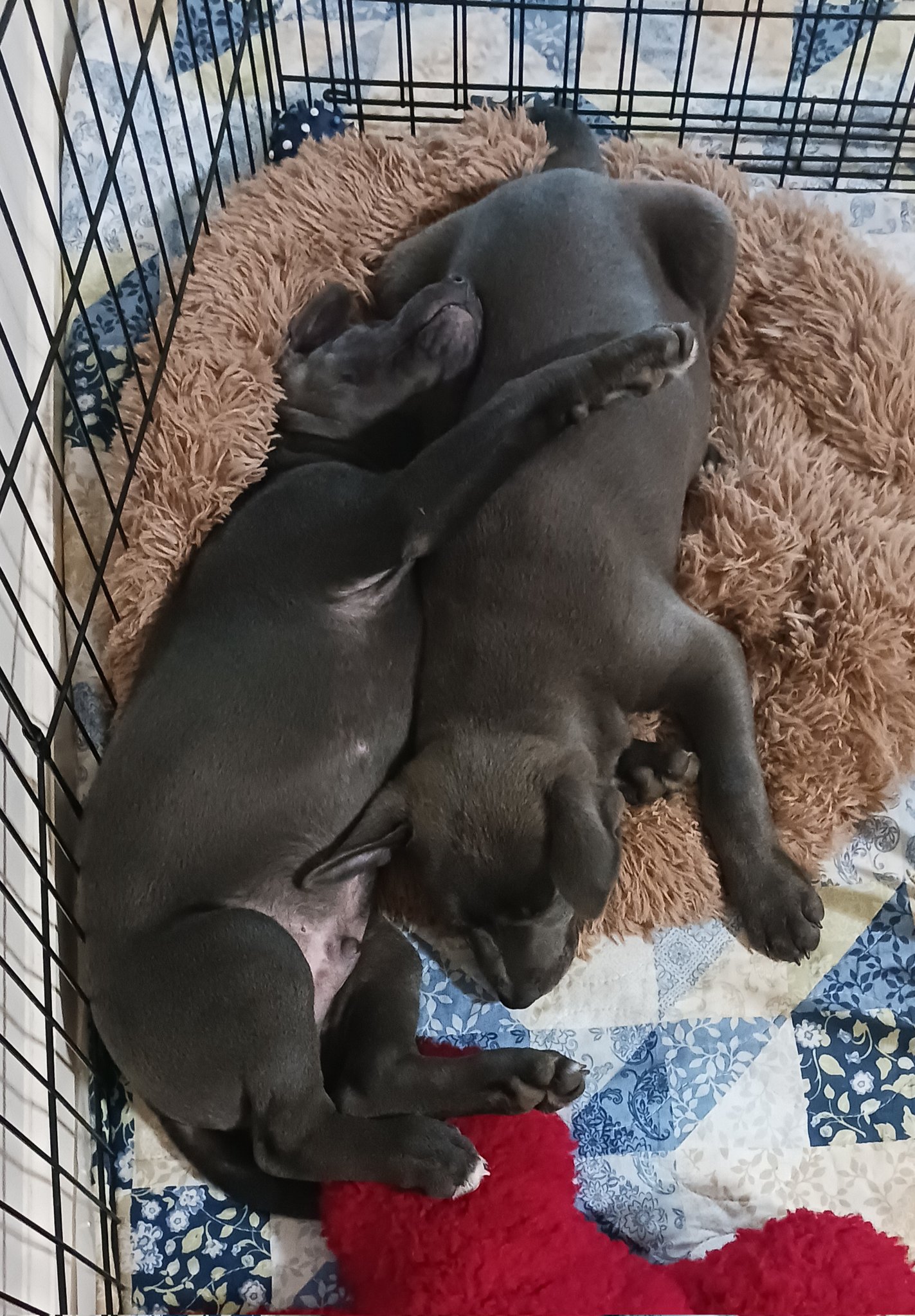 Kelly More Books 📚 on Twitter: "Puppy pics! Oxford and Greta, all tuckered out. https://t.co ...