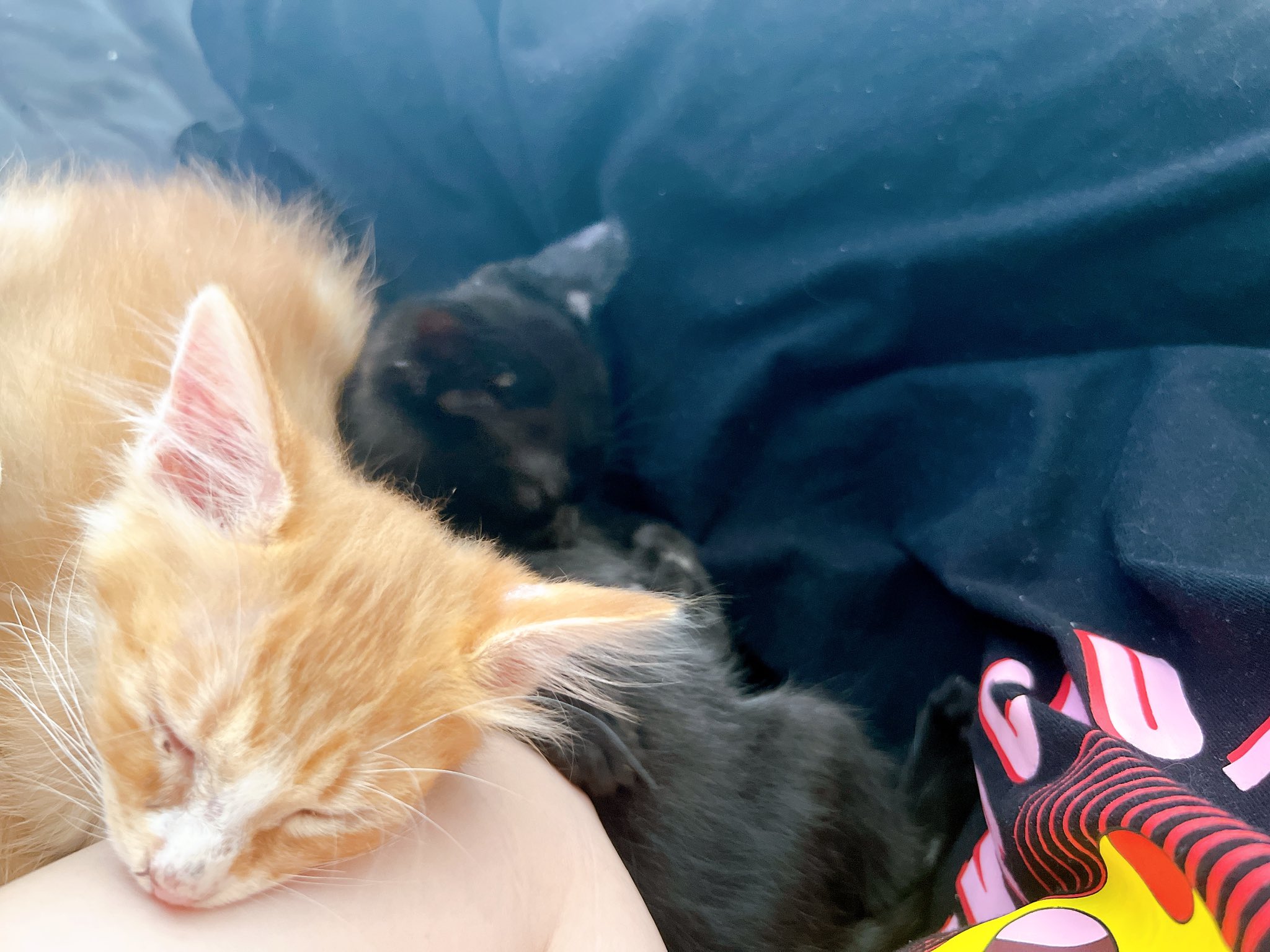 猫botとは: 現場猫 ジェネレーター – EZKDTS