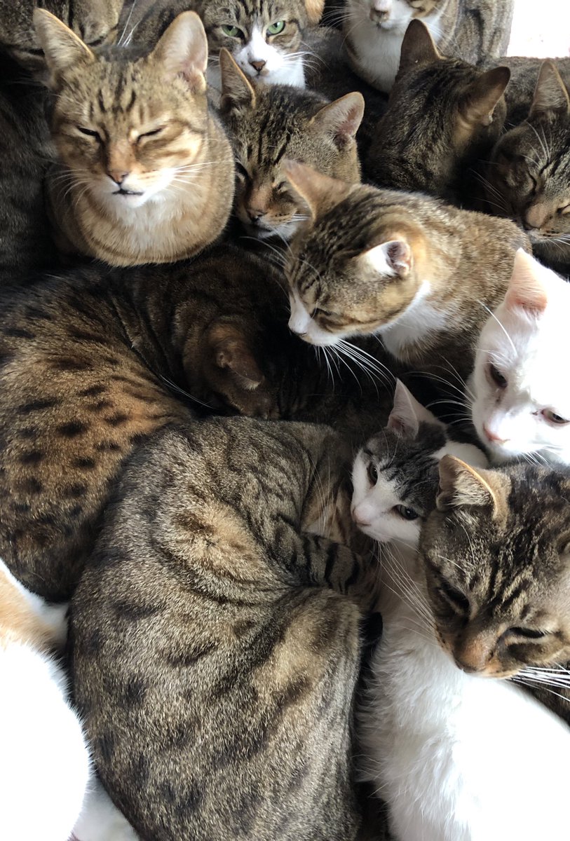 猫奴隷さんの人気ツイート（新しい順） - ついふぁん！