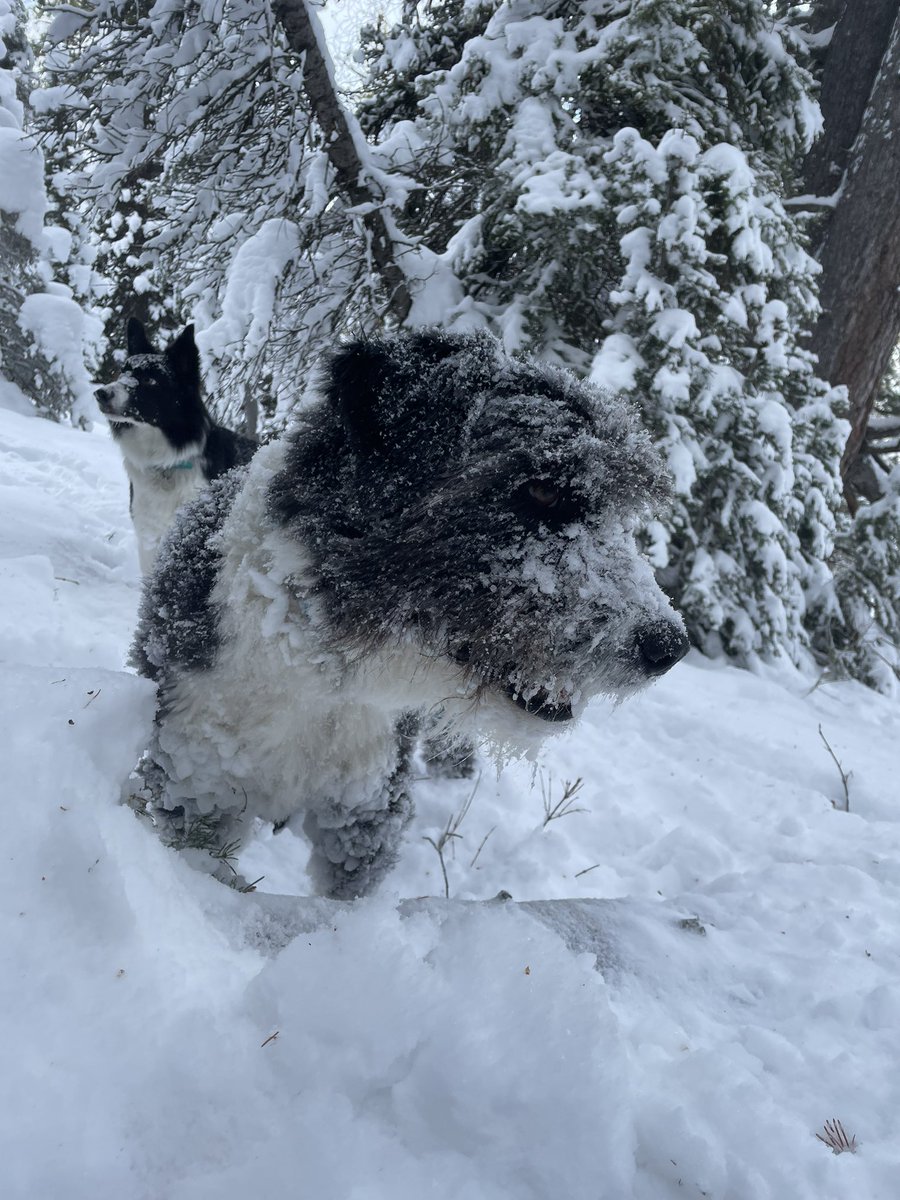 「I M thankful for my yeti mix Ollie!!! 」|Kimberli Johnsonのイラスト