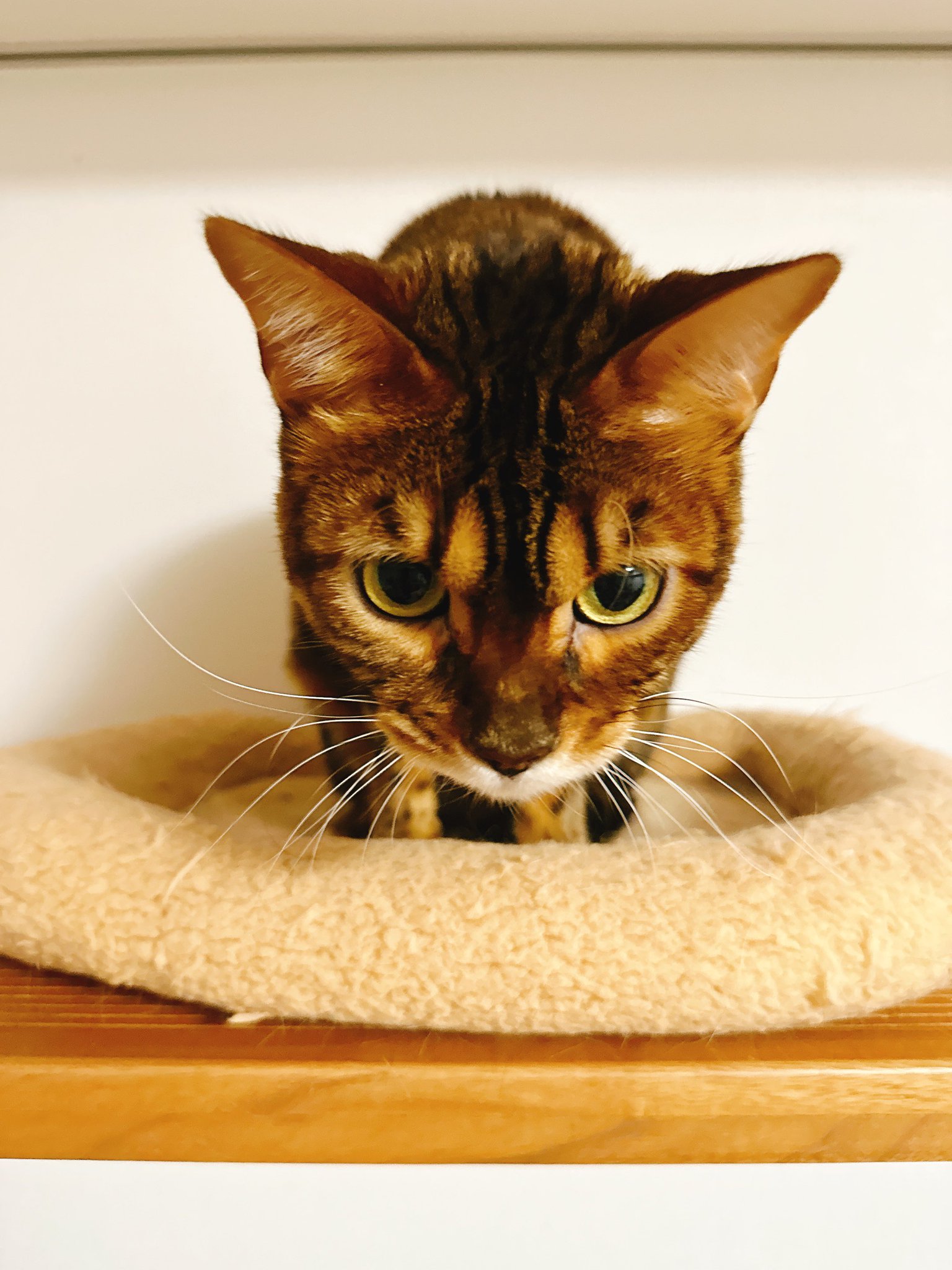 eoheoh@MSSP on Twitter: "おはよう猫 https://t.co/02pB1bJ39x" / Twitter