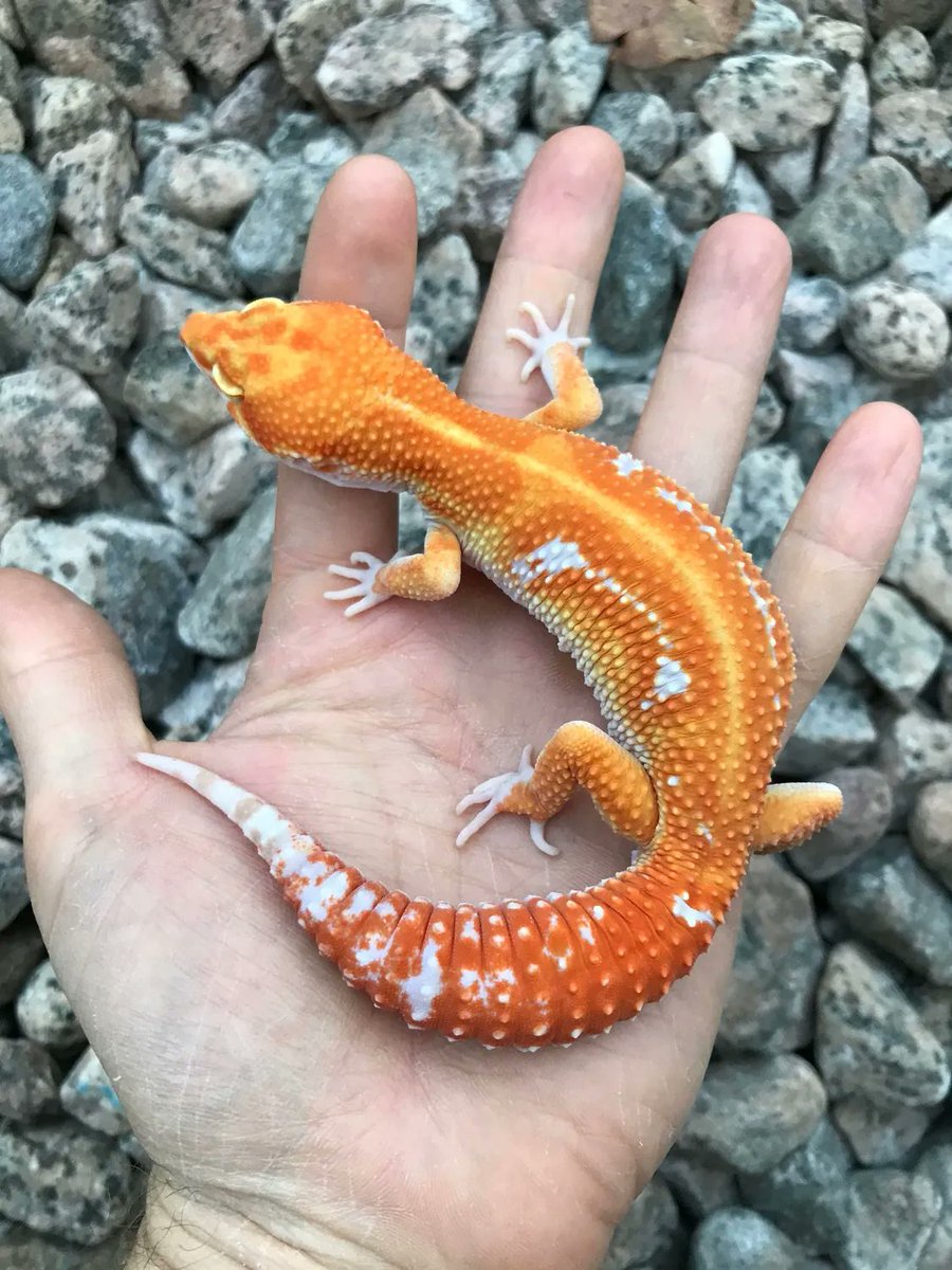 MorphMarket on Twitter: "Red Diamond Leopard Gecko by Xtreme Exotics Canada https://buff.ly/3AKuBK5"