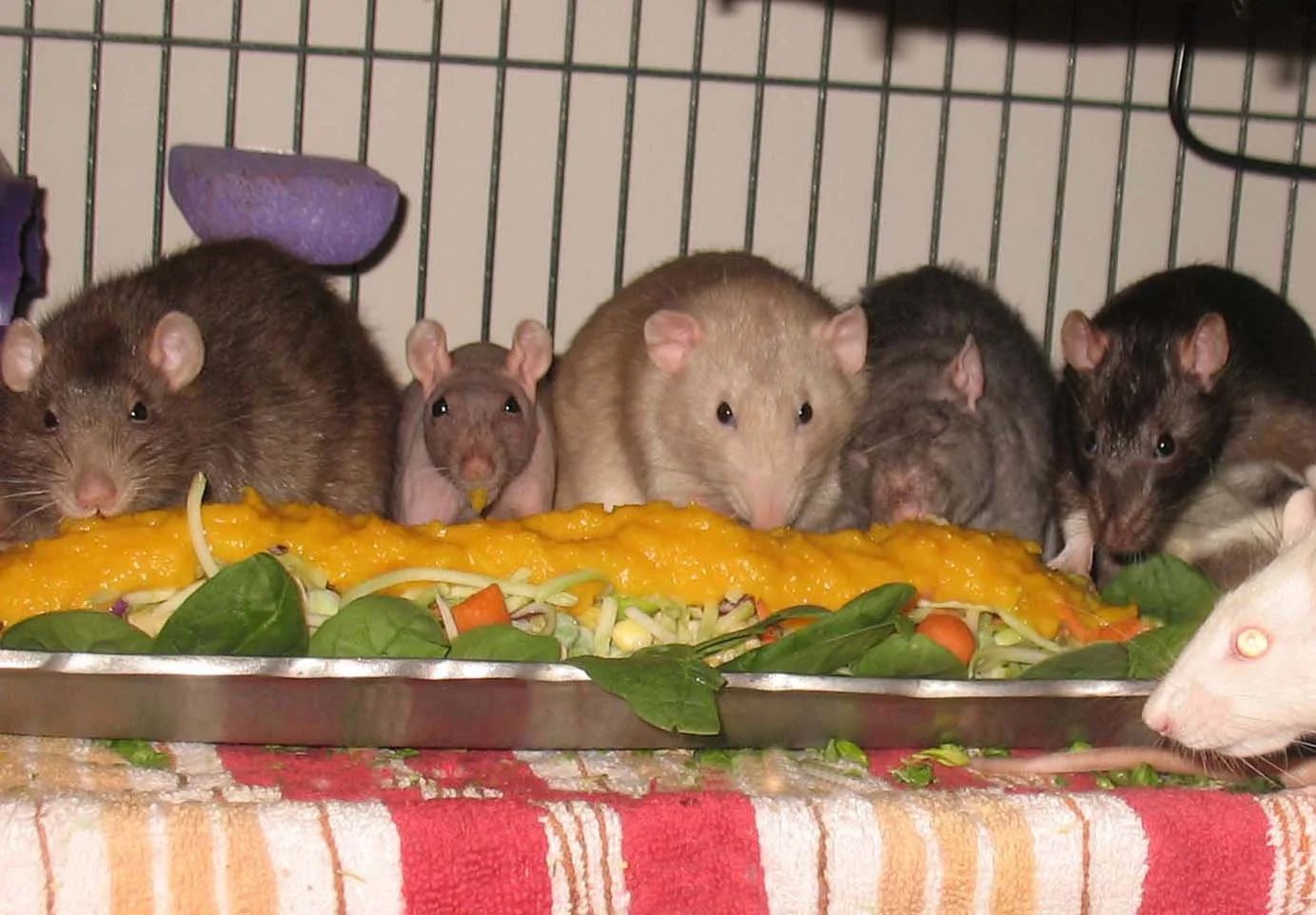 Rats on Twitter: "a ratty thanksgiving https://t.co/HuGeJ7szLS" / Twitter
