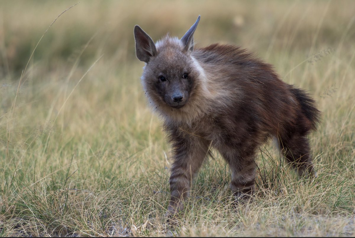 Baby Brown Hyena