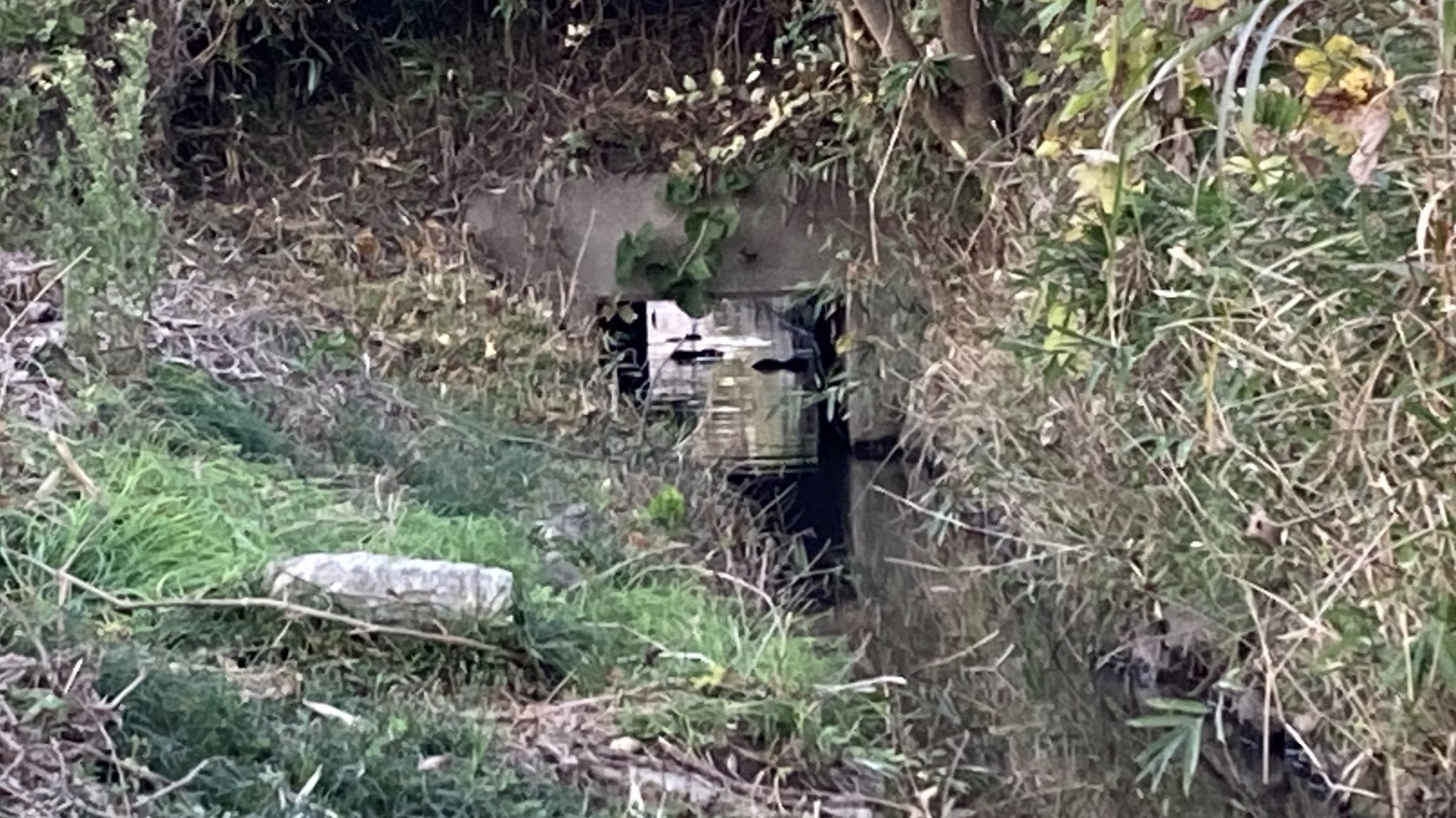 山陰柴犬^ᴥ^もなか (@sanin_48_monaka) / Twitter