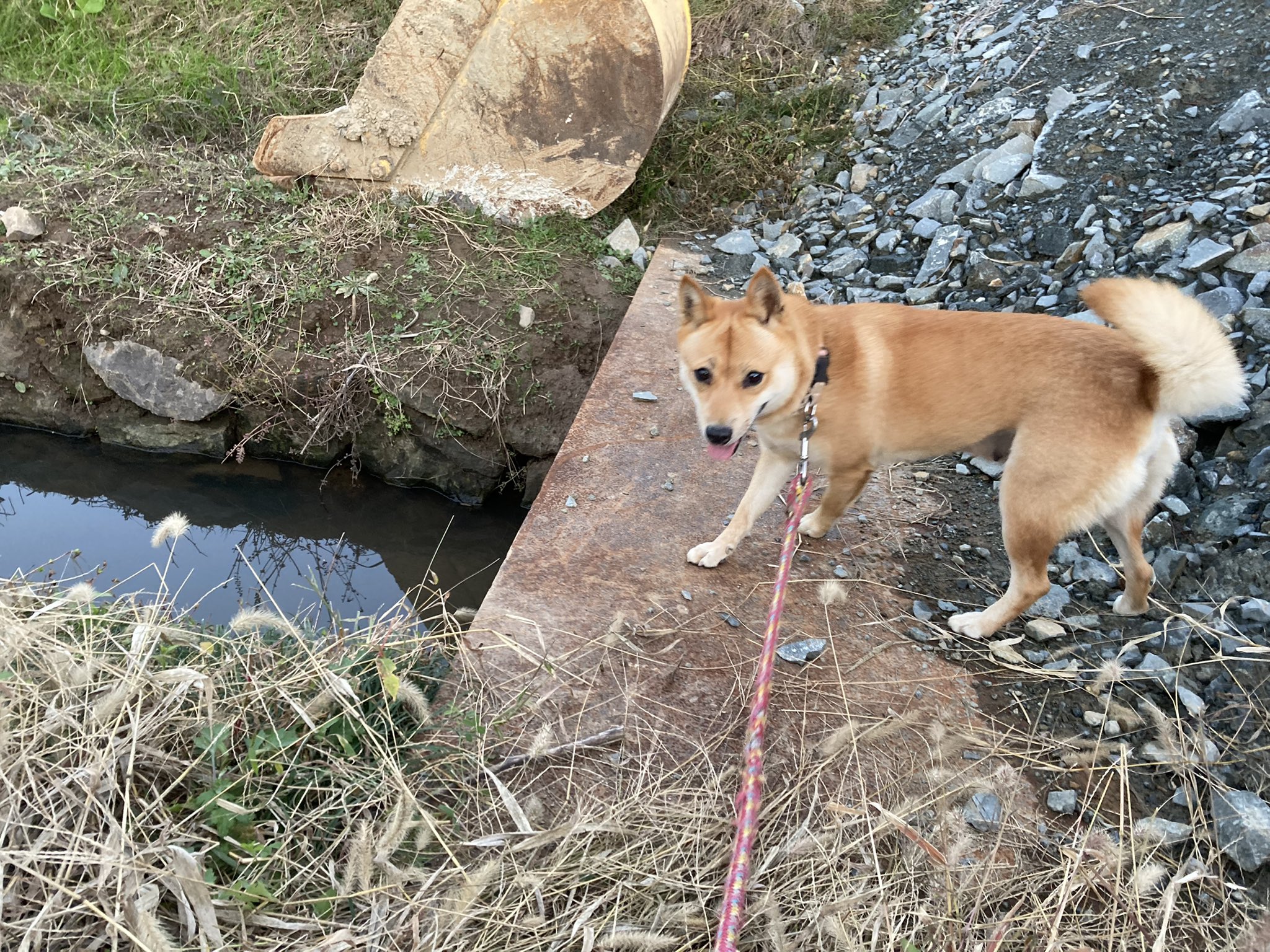 山陰柴犬^ᴥ^もなか (@sanin_48_monaka) / Twitter