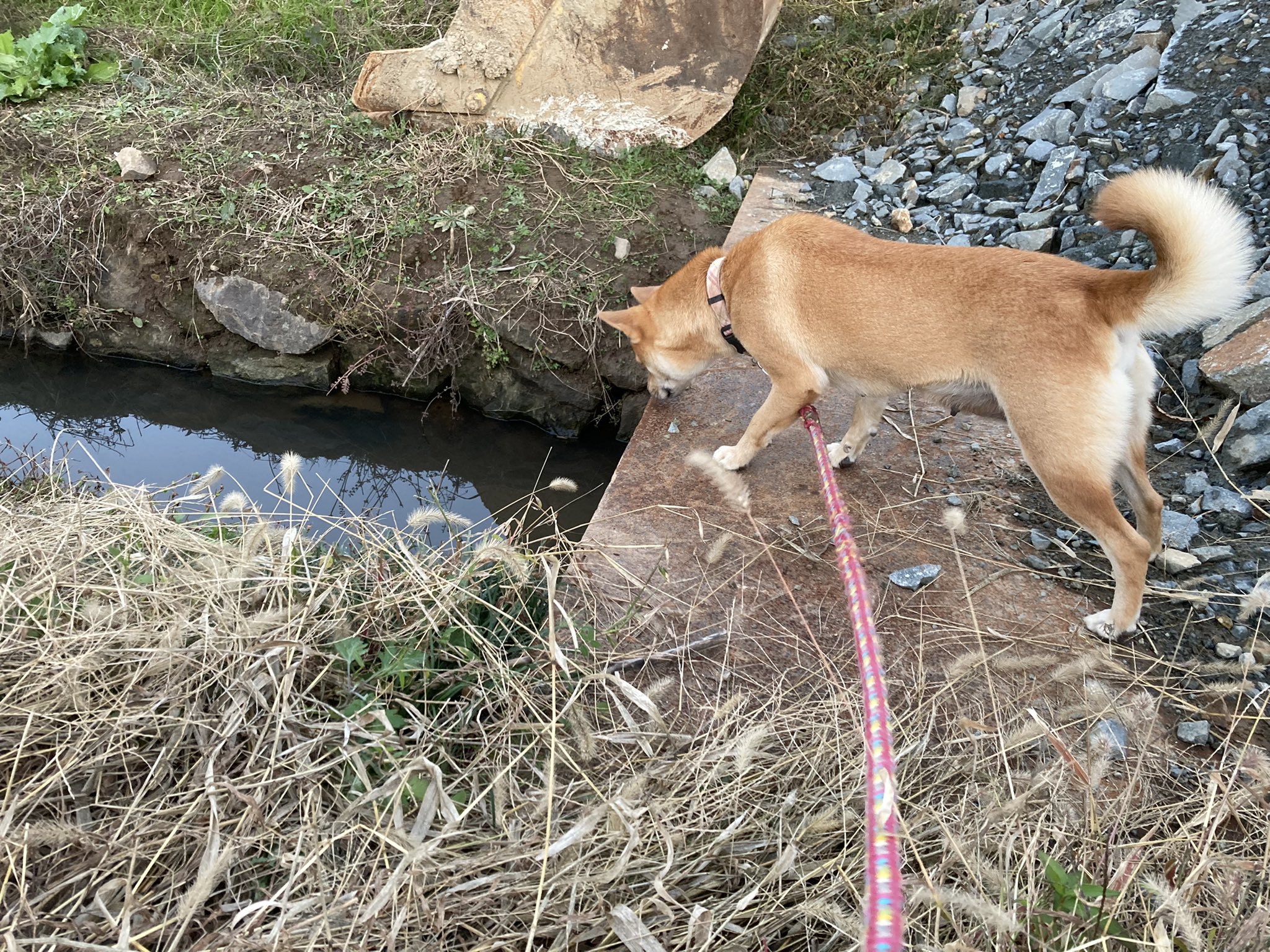 山陰柴犬^ᴥ^もなか (@sanin_48_monaka) / Twitter