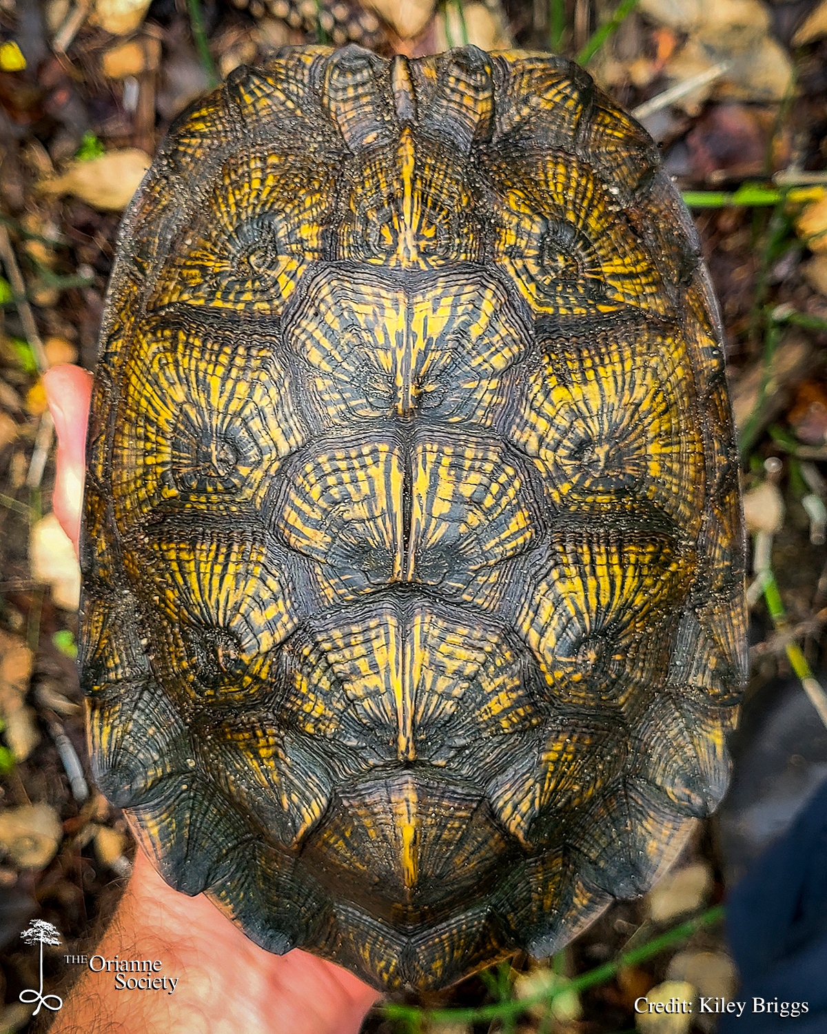 Wood Turtle Shell