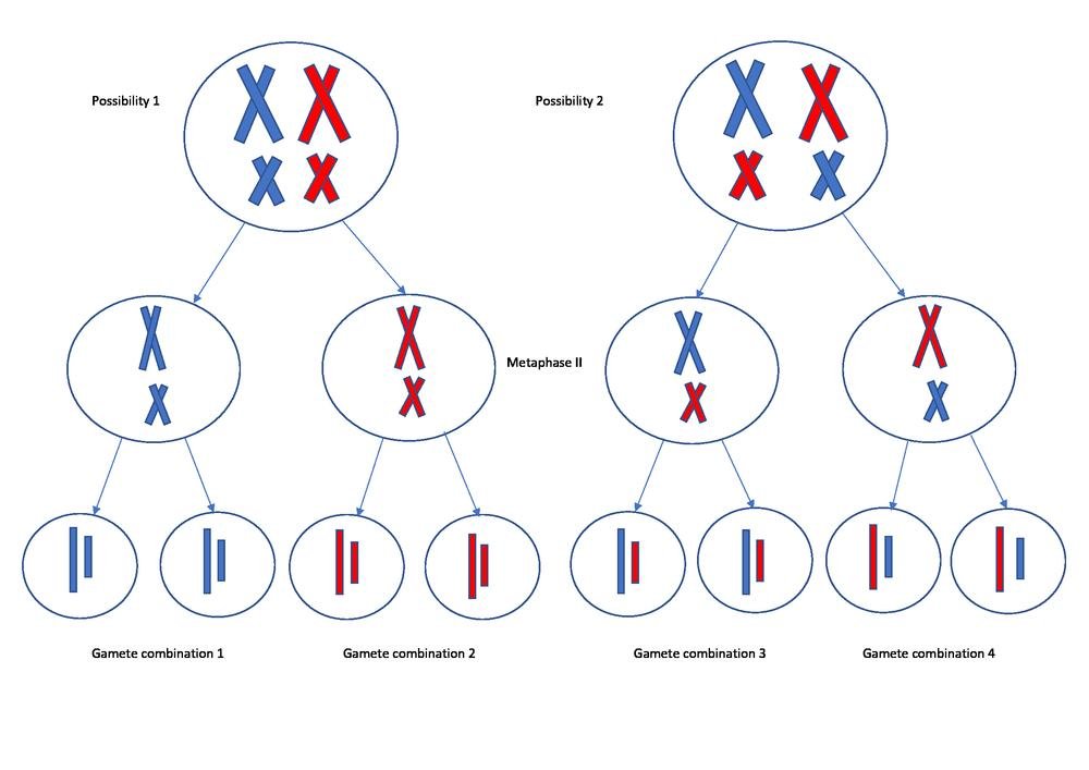 Meiosis This will look at the process of Meiosis and Gamete formation ...