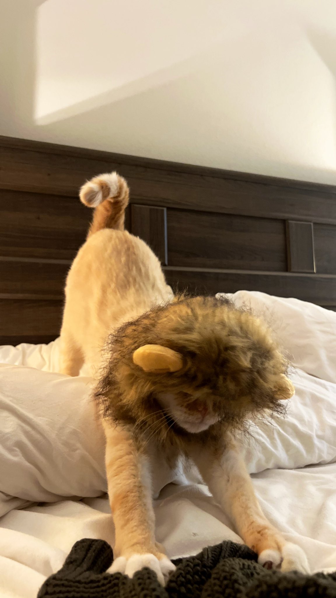 Adria Rae on Twitter: "@DemiSutra My fluffy lions 🥰 https://t.co/rbKAMC7ON2" / Twitter