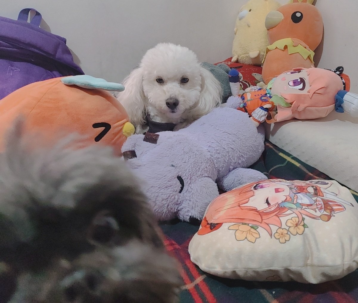 DAKUMA🐔| Studio Nekomata on Twitter: "Surrounded by kiwawas https://t.co/SYyAGrhK6C" / Twitter