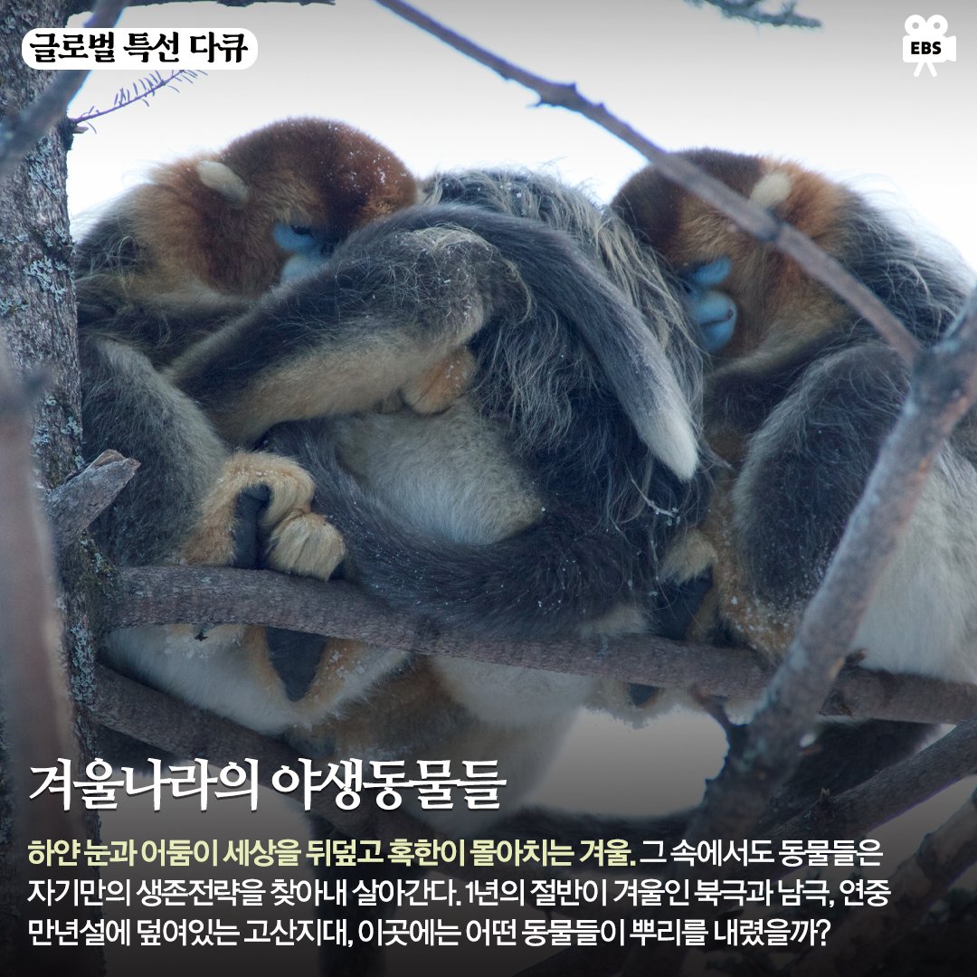 EBS 영화 on Twitter: "[#EBS글로벌특선다큐_11월4주차] 11월 4주 차도 EBS 글로벌 특선 다큐와 함께! 지금 바로 이번 주 방영작을 살펴보세요 ...