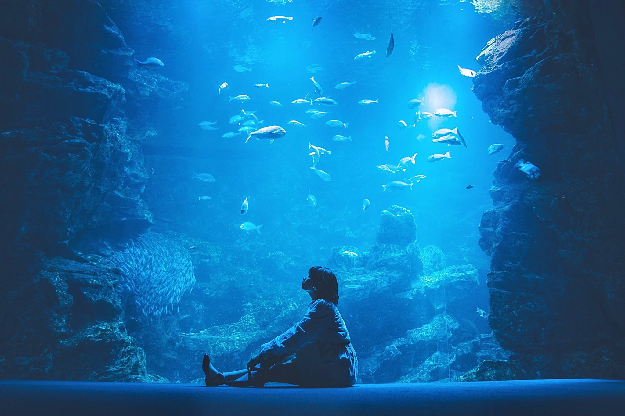 hacci on Twitter: "静かな水族館で https://t.co/954hGLeH0y" / Twitter