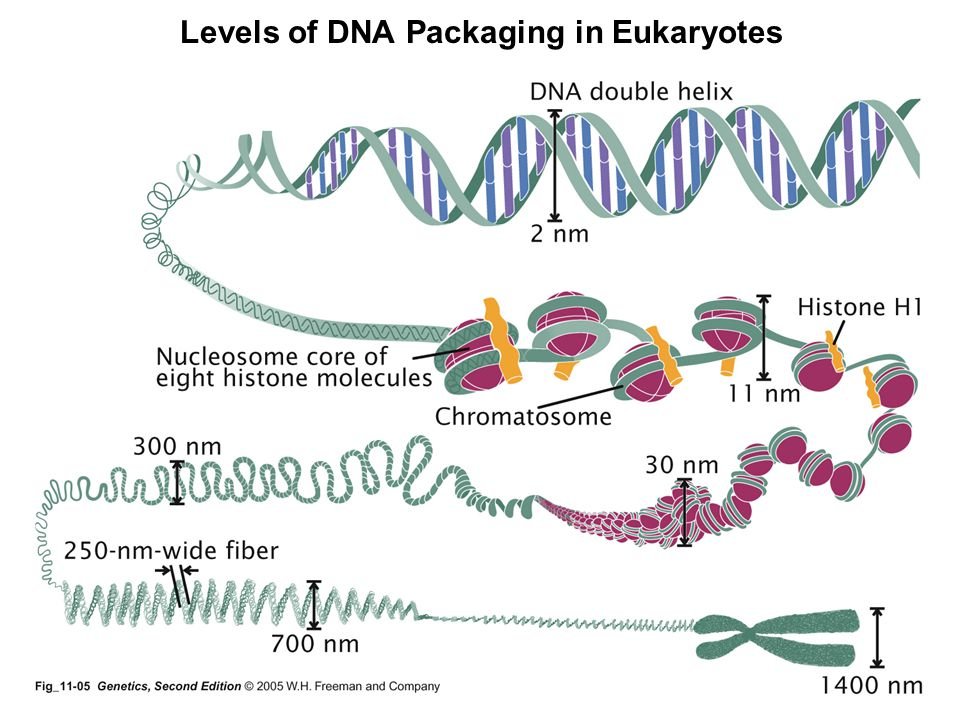 DNA Structure and Packaging: Here we will finish of the structure of ...