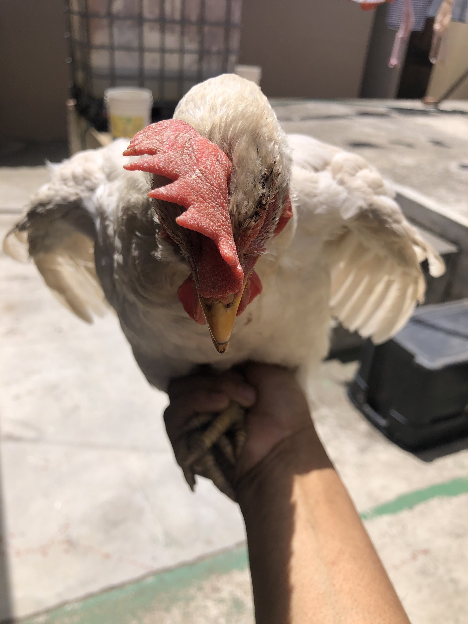 Afikile on Twitter: "The rains have affected my produce. However, it's not bad from 1 butternut ...