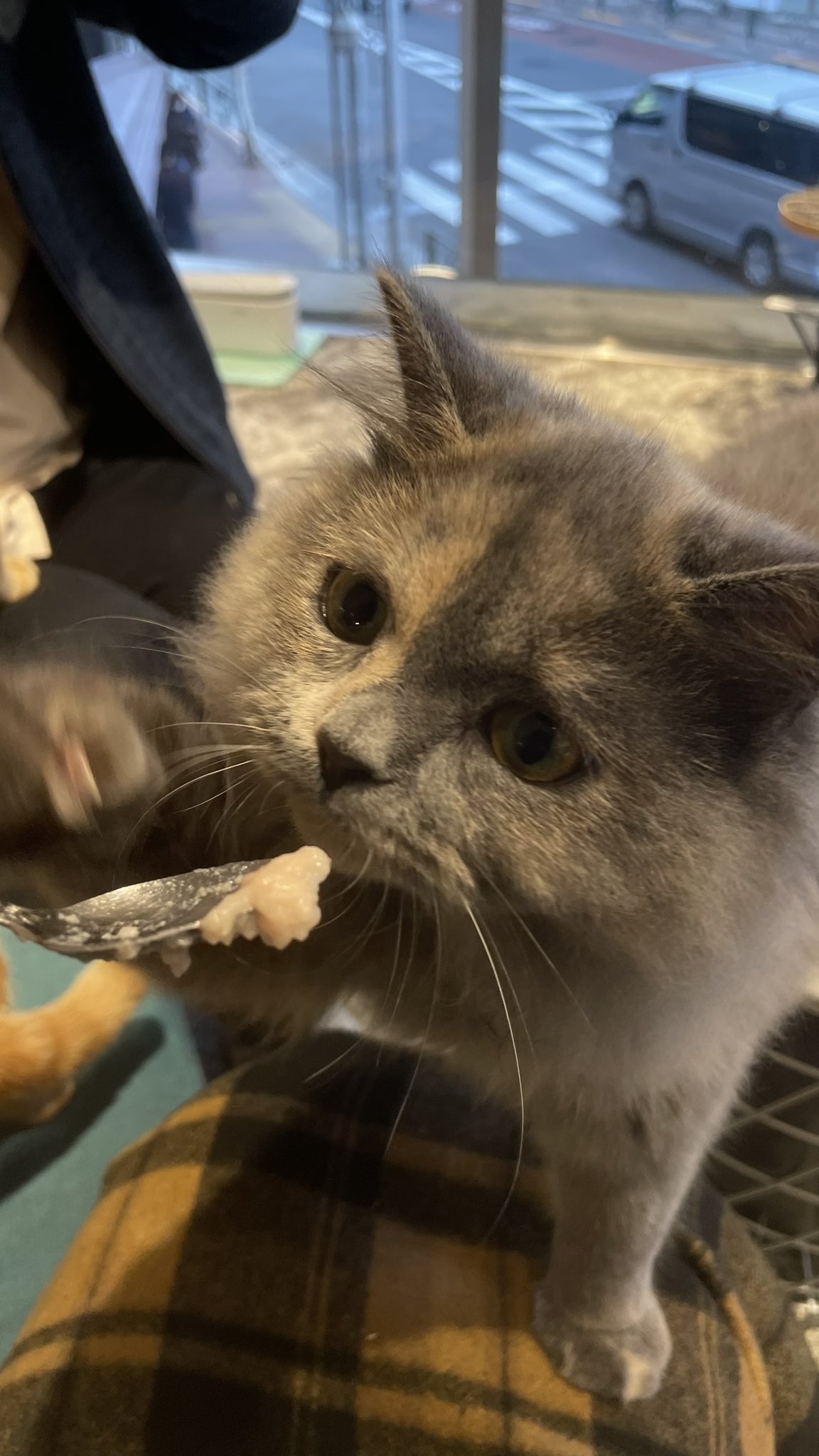れお On Twitter 唐突に猫カフェ行ってきた。かわええ〜〜🤩鼻ぺちゃ推しです。餌がなくなったらモテ期は終わる、、、 I25c5eei65 Twitter