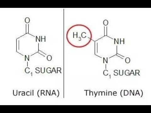 The Structure of DNA and RNA: This will look at the structure of both ...