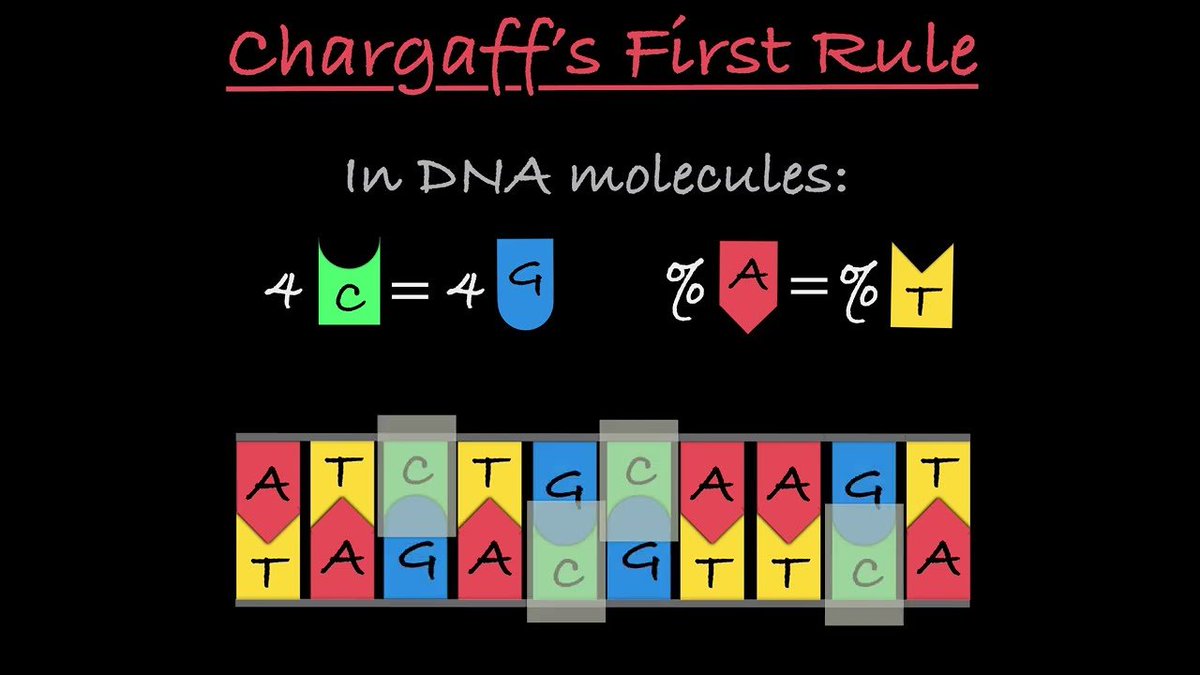 The Structure of DNA and RNA: This will look at the structure of both ...