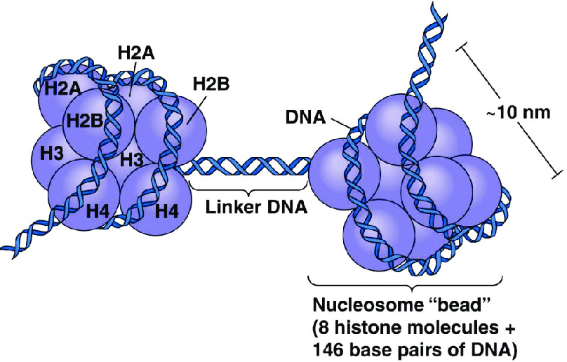 DNA Structure and Packaging: Here we will finish of the structure of ...