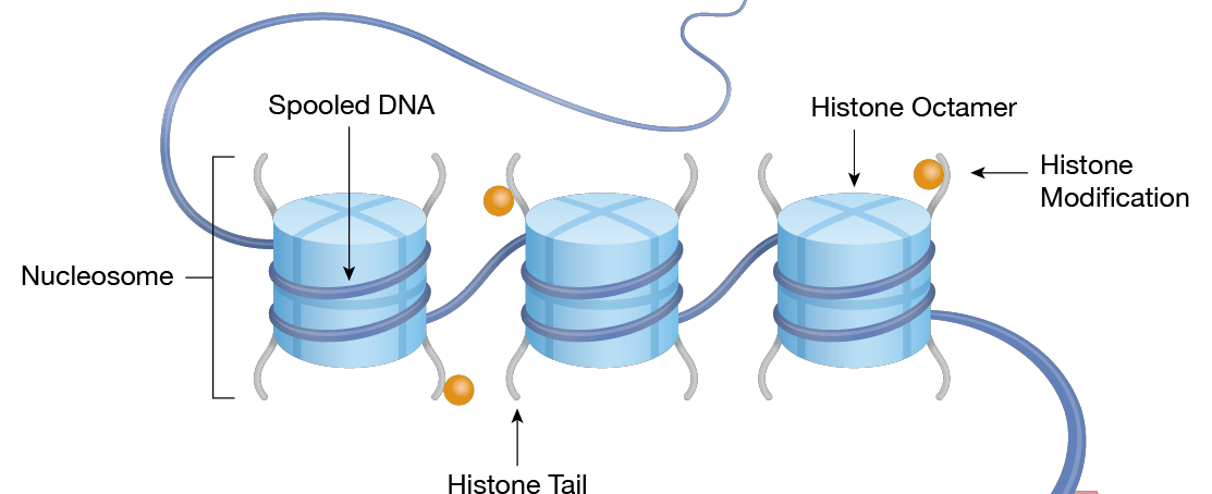 DNA Structure and Packaging: Here we will finish of the structure of ...