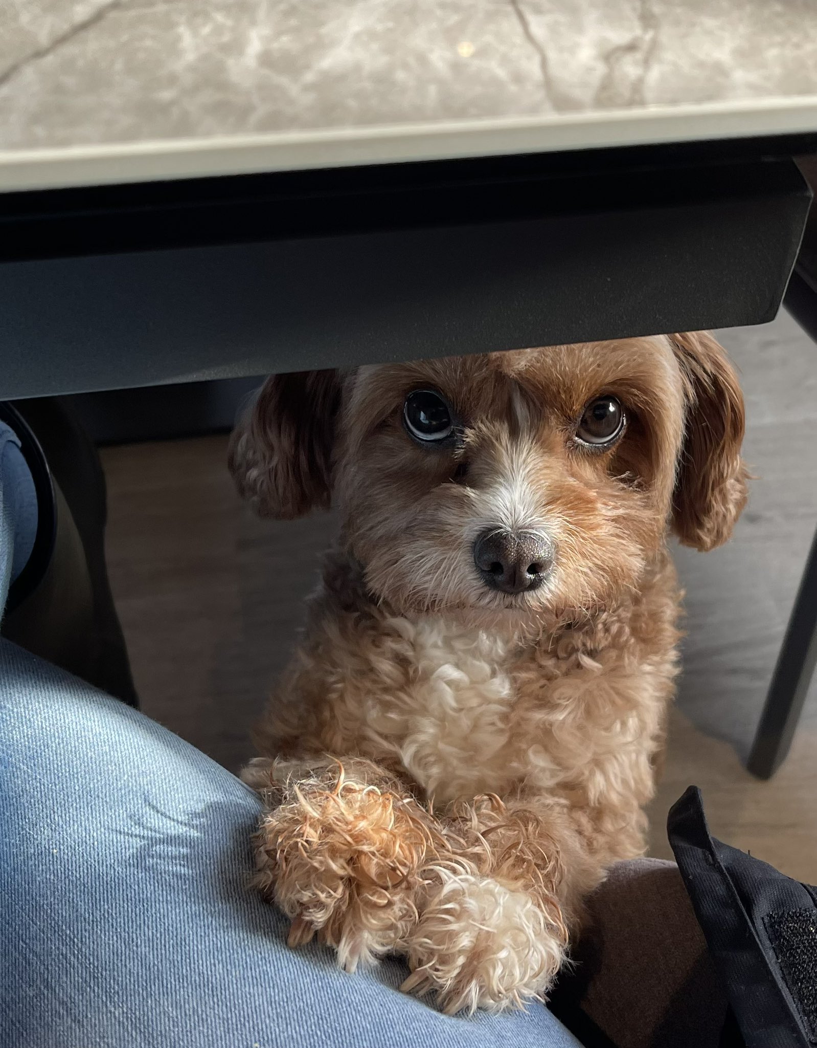 Do Cavapoos Have Docked Tails