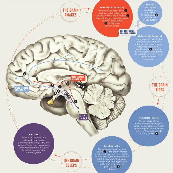 SLEEP OPTIMIZATION THREAD Most are not sleeping well and its destroying ...