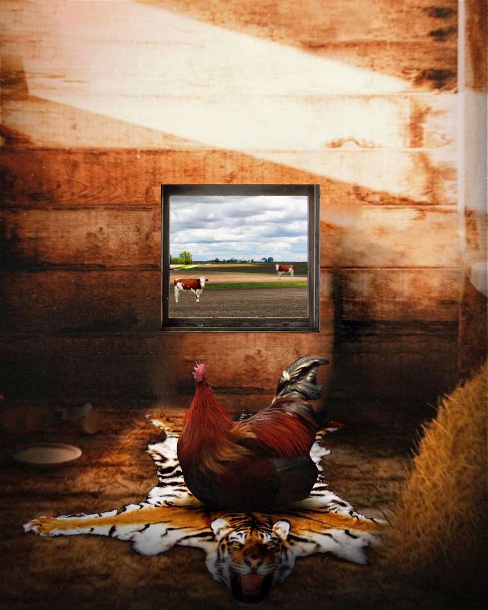 Gamecock Football on Twitter: Gamecock Football on Twitter: