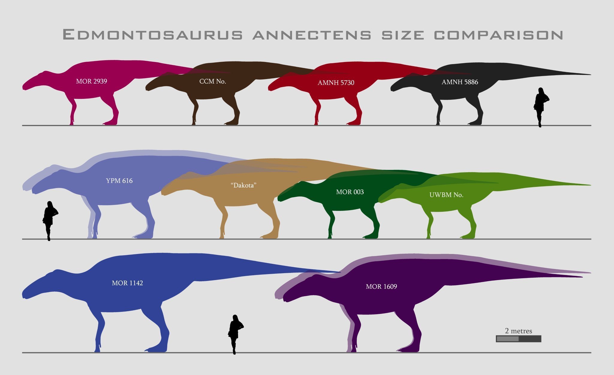 Knight_Steve on Twitter: "@Emily_Art For Edmontosaurus, its just that they seem to vary a lot in ...