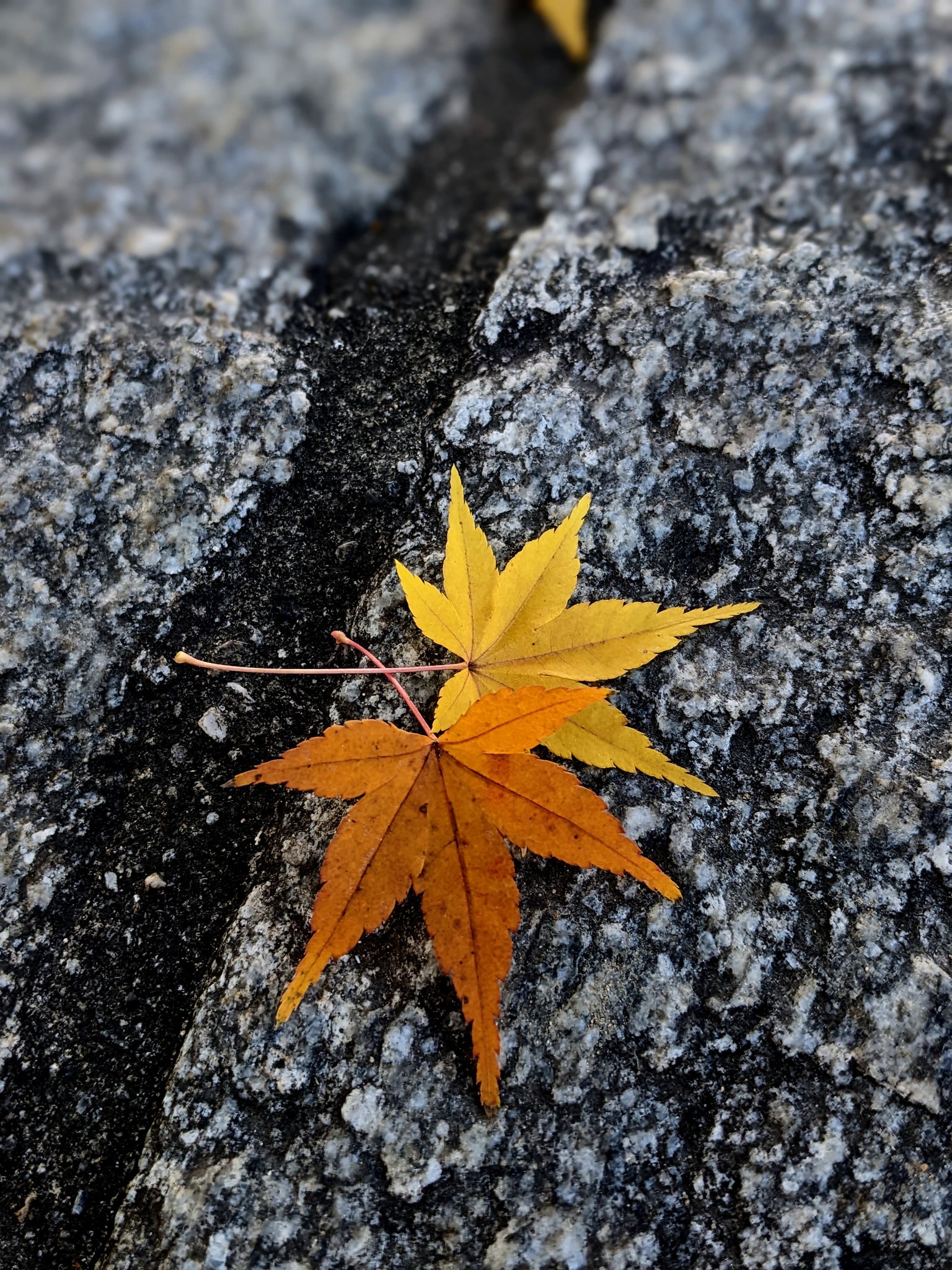 枯れない魅力を - TETSU JUKU