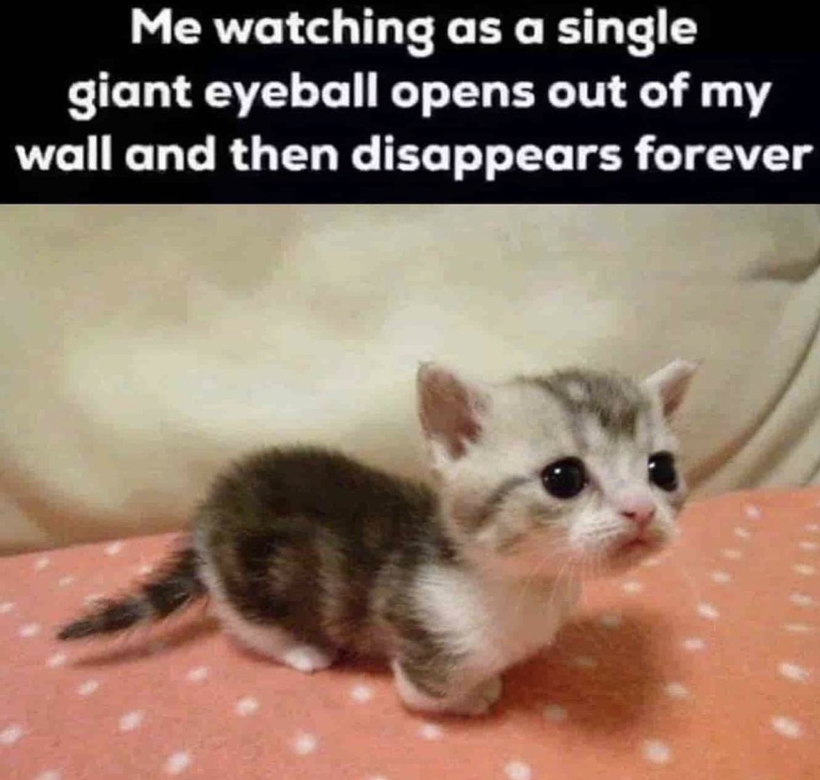 Cats that are literally me on Twitter: Cats that are literally me on Twitter: