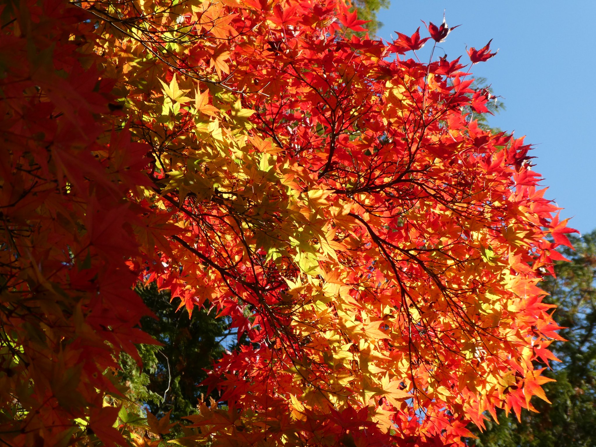 ビザールヤバいチャンネル【Bizarre Guitar】 on Twitter: "煉獄さんみたいな紅葉見てきたよ https://t.co/mC0aOrSlmd" / Twitter