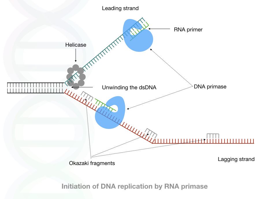 DNA Synthesis This will be a look at the process of DNA synthesis ...