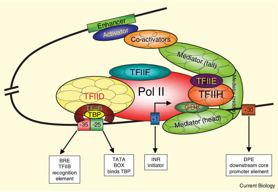 Transcription Here we will look at the process of turning DNA into ...
