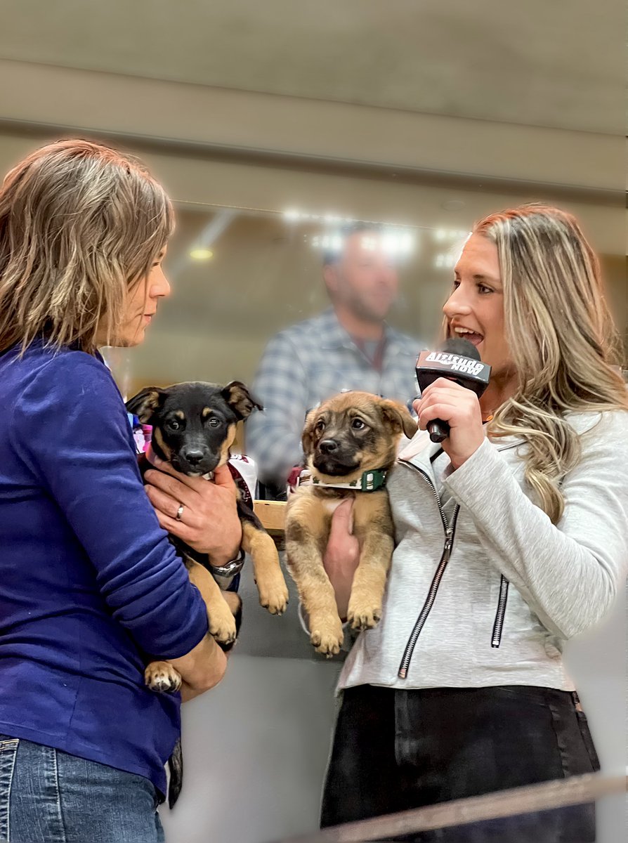 Dumb Friends League on Twitter: "See all our adoptable dogs here: https://ddfl.org/adoptable-dogs"