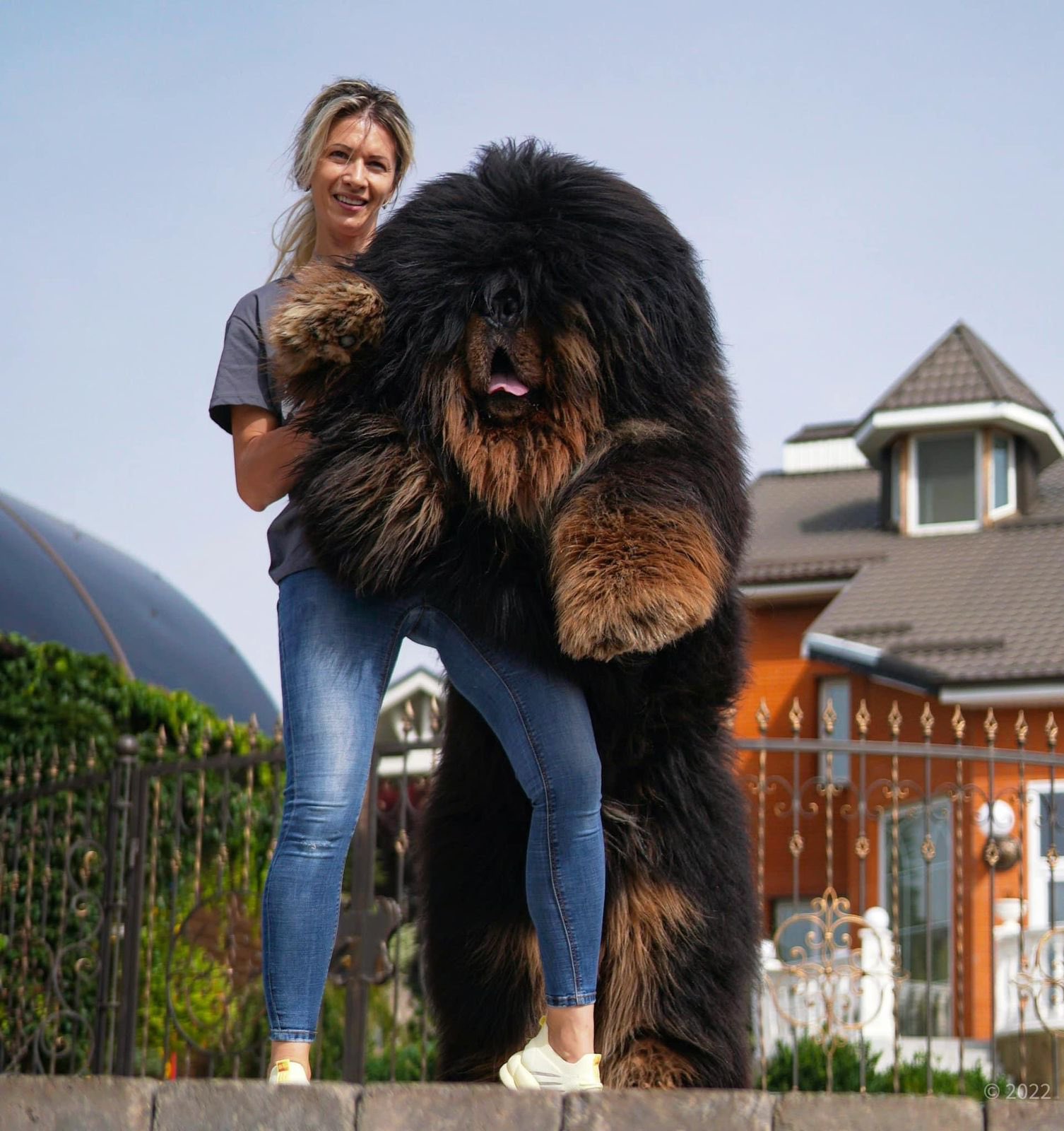 Tibetan Mastiff Size Comparison Tibetan Mastiff Vs Caucasian Shepherd