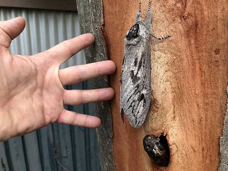 عقة الخشب العملاقة Giant wood moth (Endoxyla cinereus) هي أثقل عثة في العالم ، و يبلغ وزنها ٣٠ ...