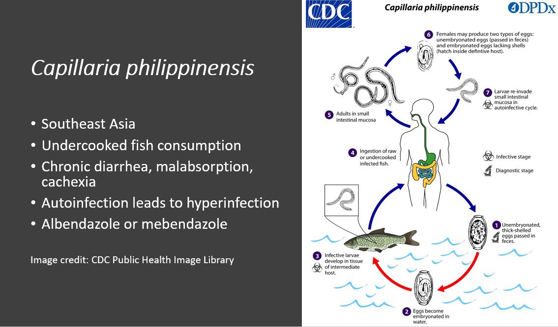 Capillaria Philippinensis Life Cycle