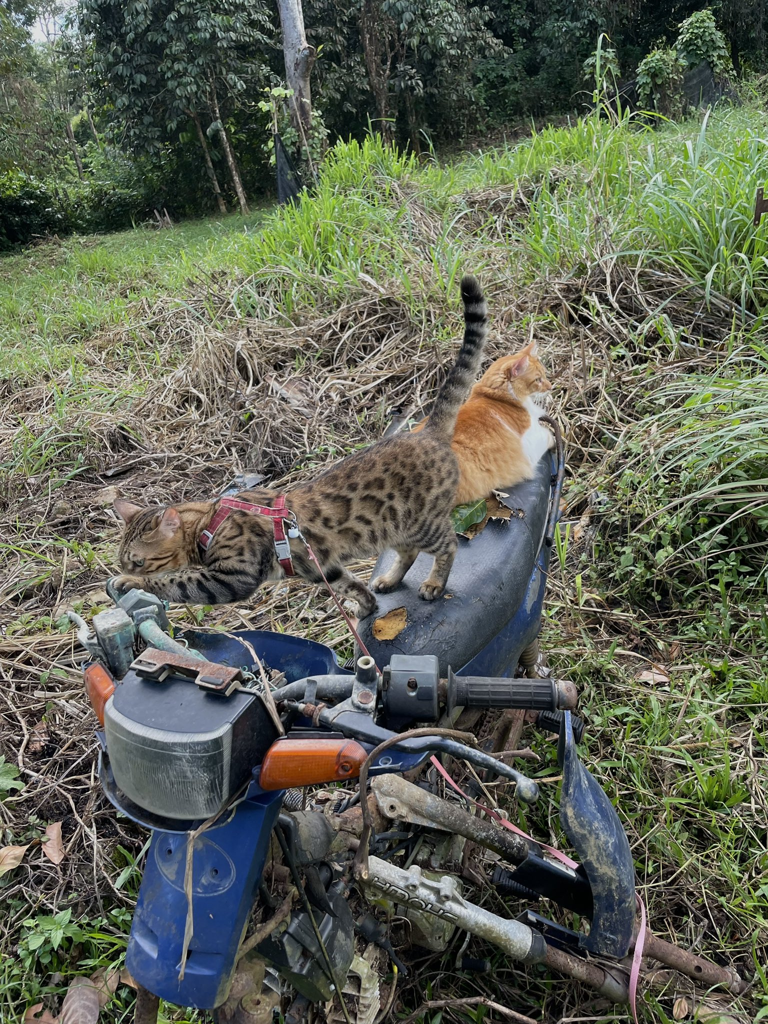 emma on Twitter: "Wrengg wrenggg mat rempit & his cikaro https://t.co/vCvFI6kKuX" / Twitter