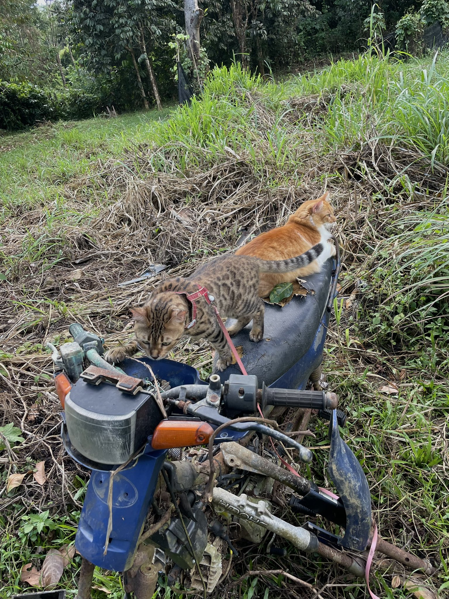 emma on Twitter: "Wrengg wrenggg mat rempit & his cikaro https://t.co/vCvFI6kKuX" / Twitter