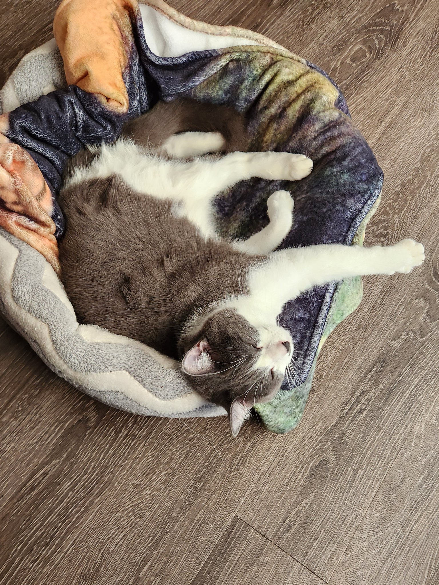 DeduceMoose on Twitter: "Pets are only reserved for the goodest of pets. Lookit this goodest of ...